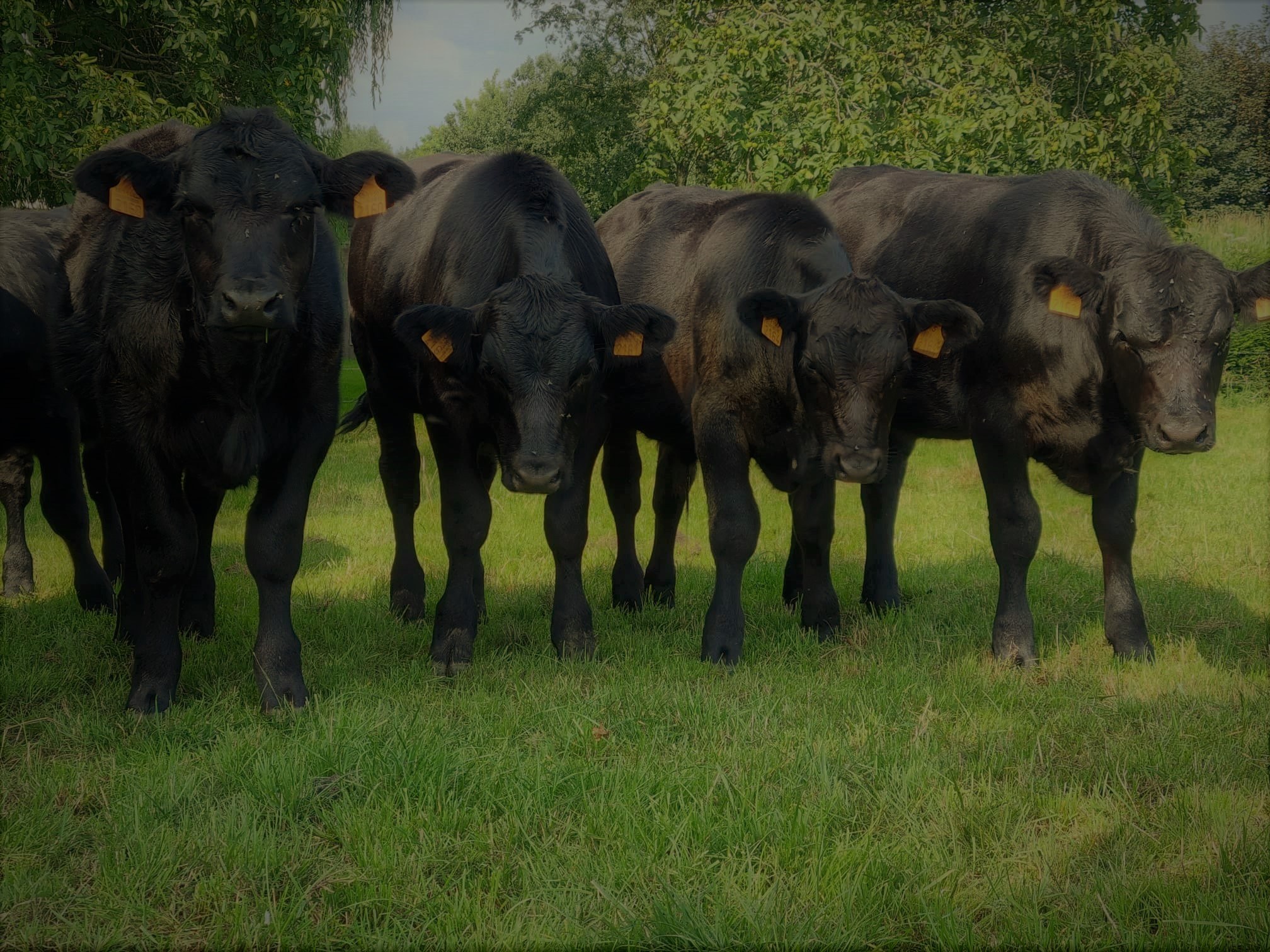 Black Angus - De Angushoeve