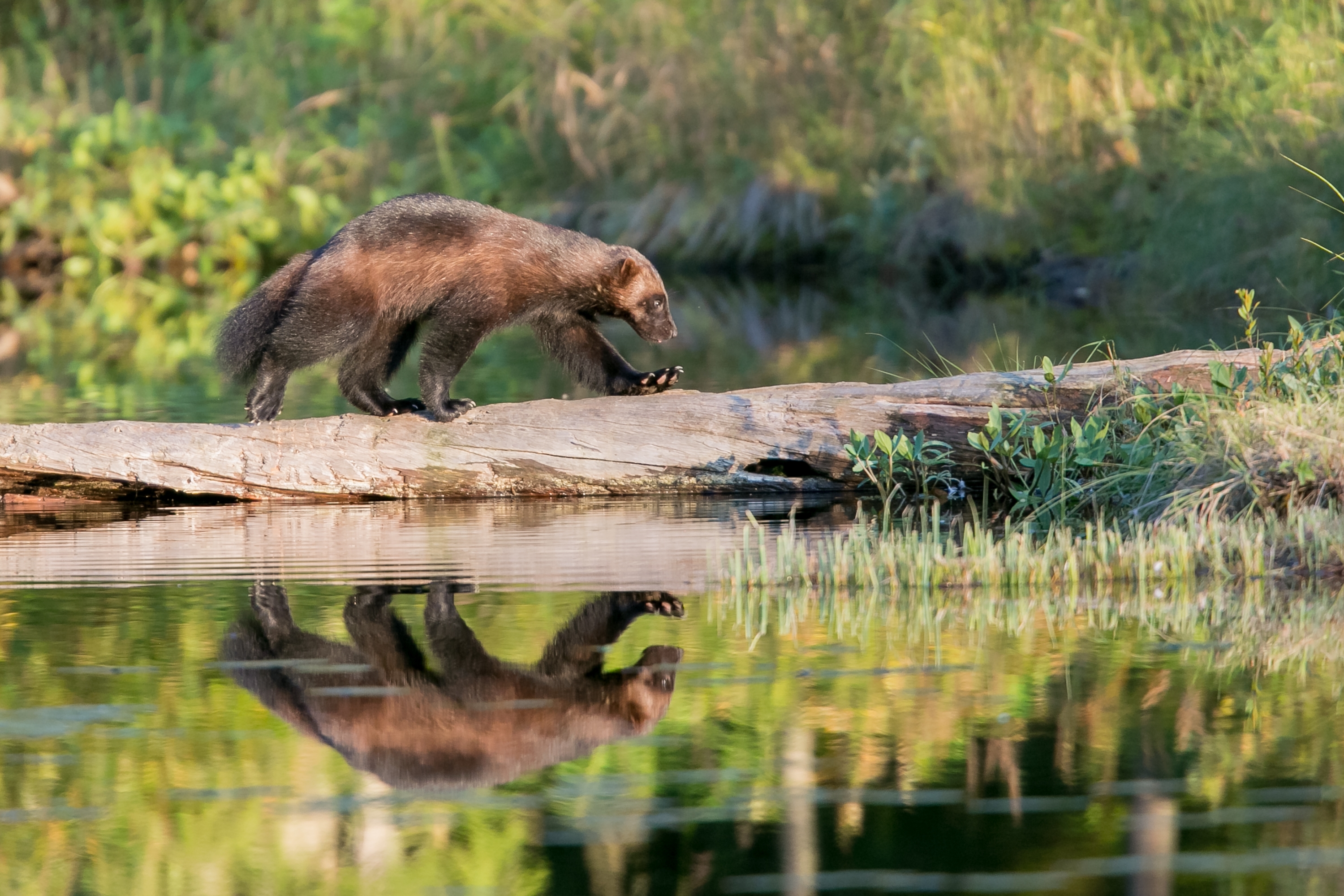 Wolverine - Kevin Feytons