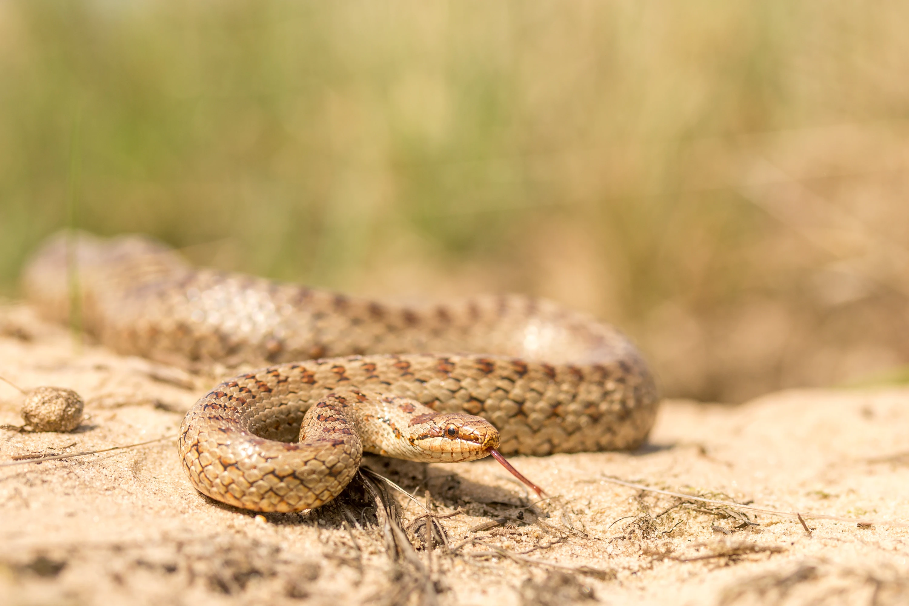 Smooth snake - Kevin Feytons