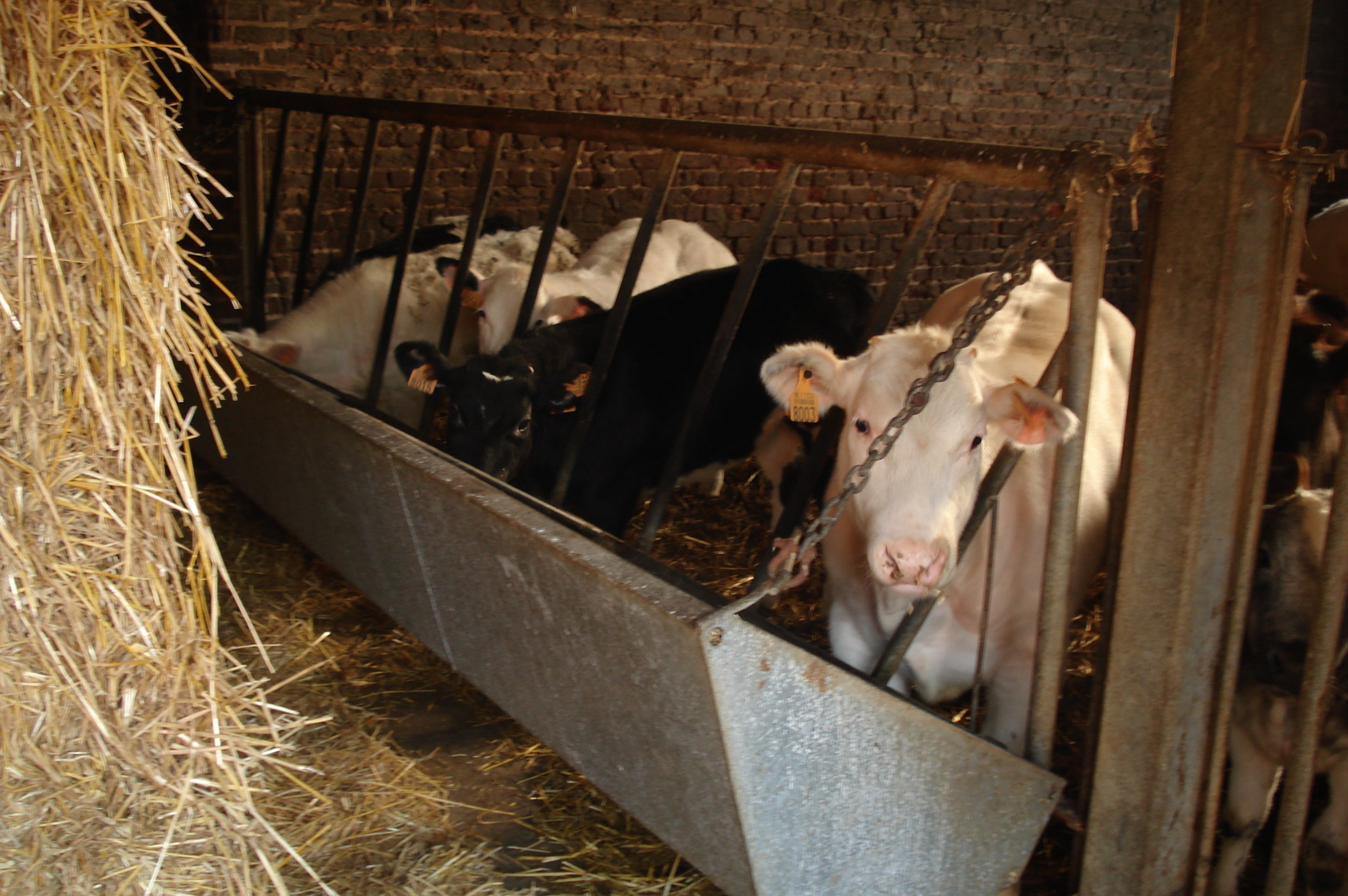 Kalveren - Boerderij de Lekkerbek