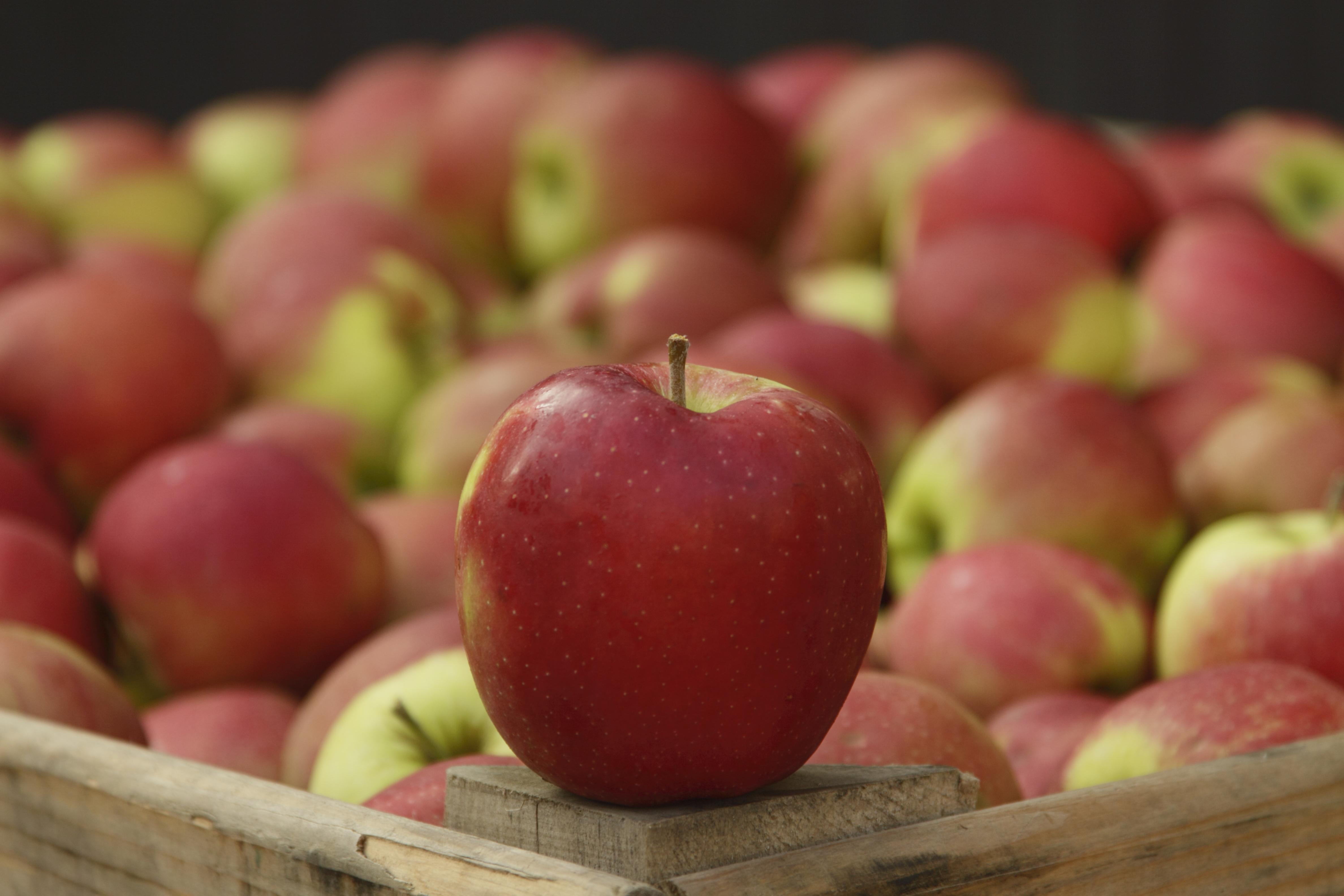 Appels - Lembi Fruit