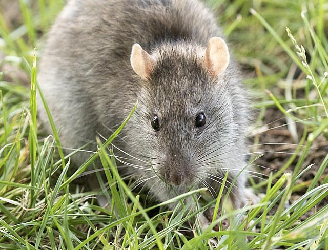 Ratten - SPOT Pest Control