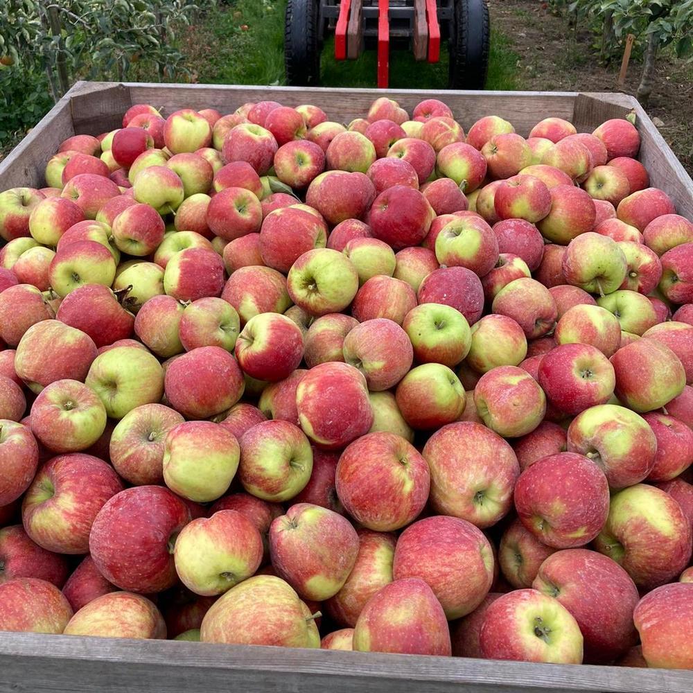 Jonagold appel - 't Kasseitje