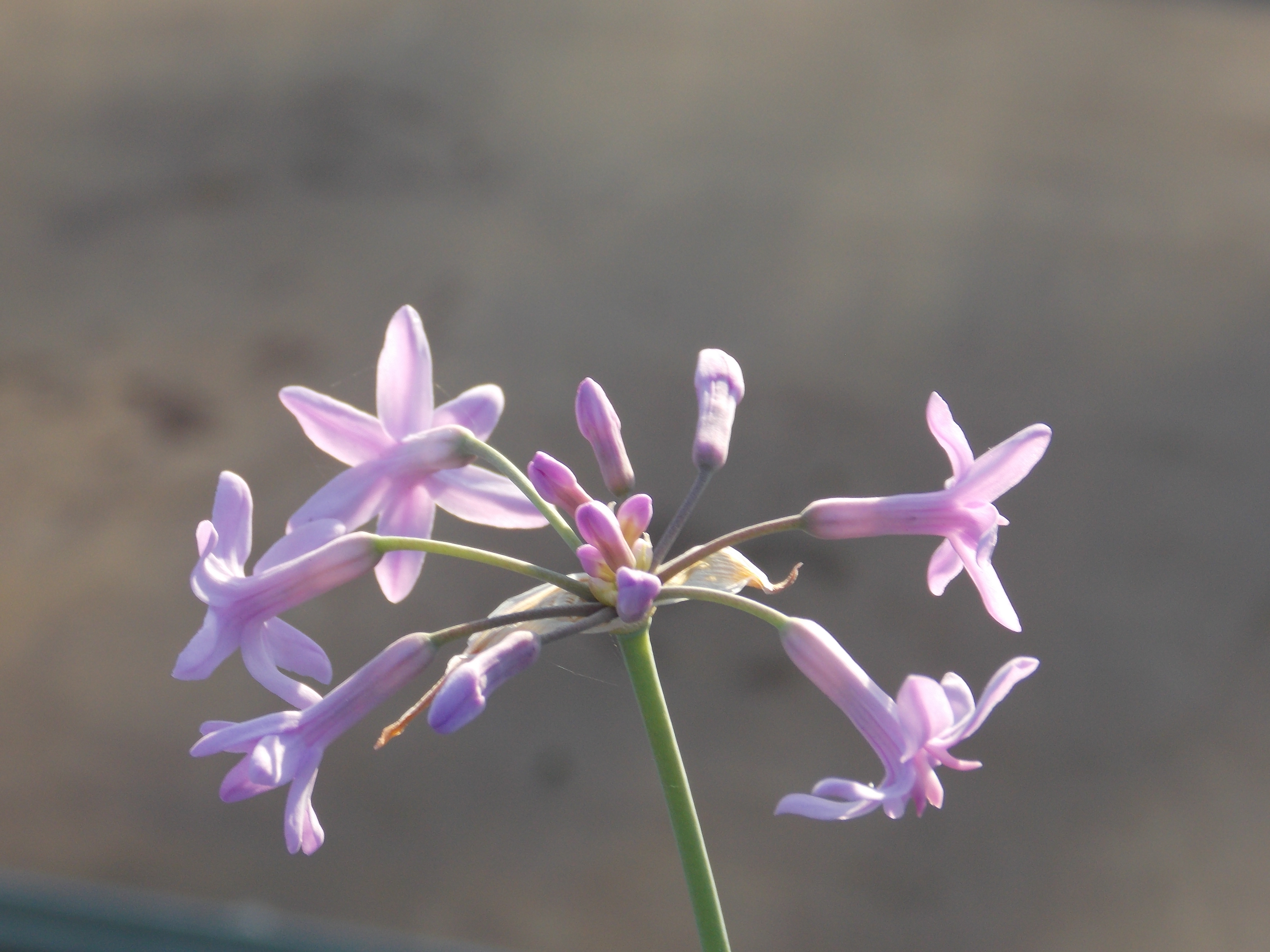 Kaapse look - Volckaerts