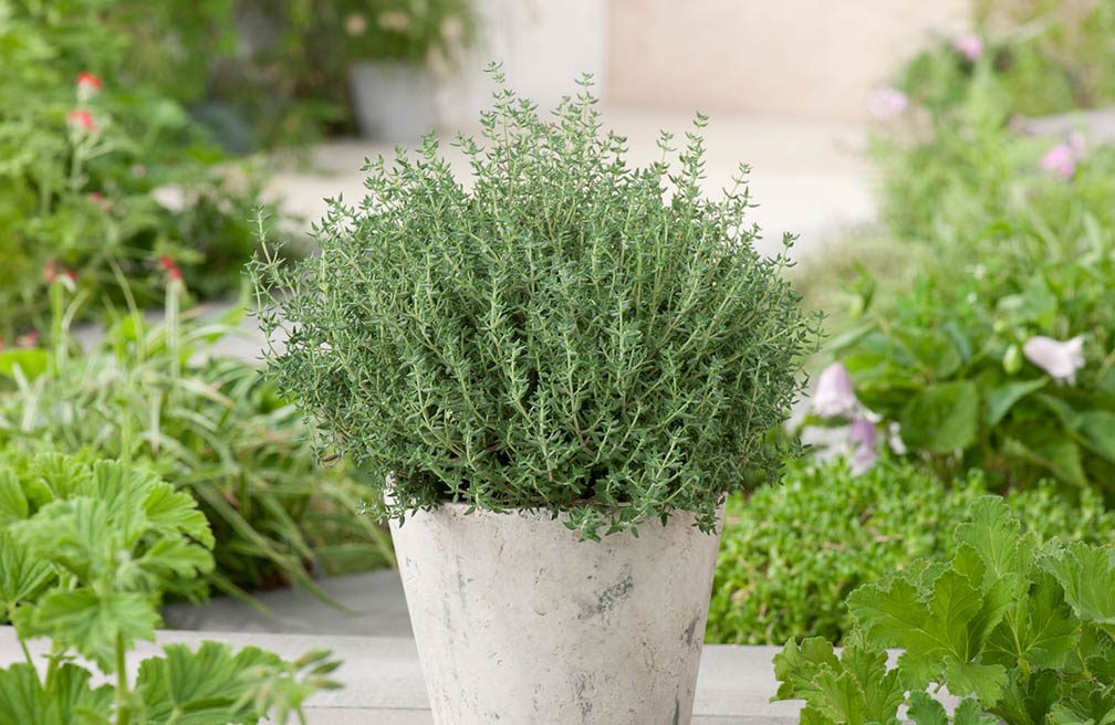 Tijm 'Gewone tijm' - Volckaerts